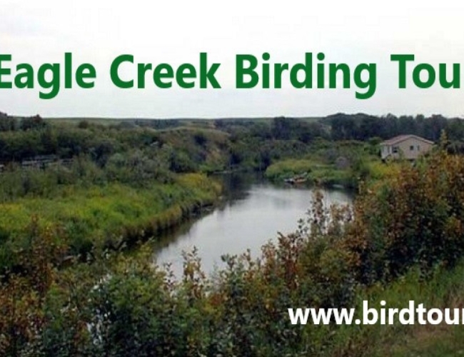 Eagle Creek Birdwatching Tour | Discover Saskatoon